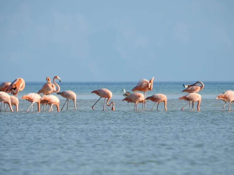Holbox: Sunrise Kayak Tour through the Mangroves - Final Thoughts