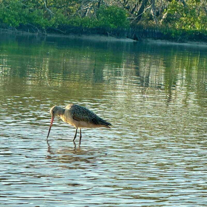 Holbox: Sunrise & Mangrove Kayak Tour - FAQ