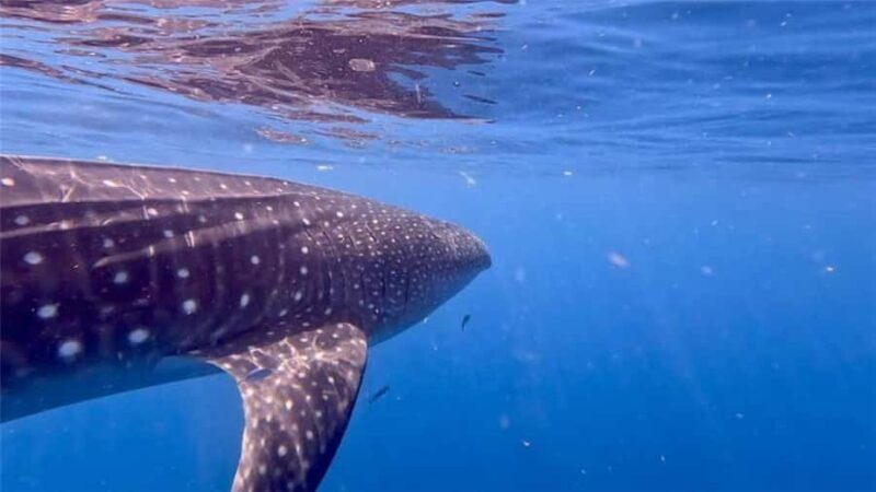Holbox: Whale Shark and Catoche Island Tour with Snorkeling - The Itinerary: What’s in Store for You