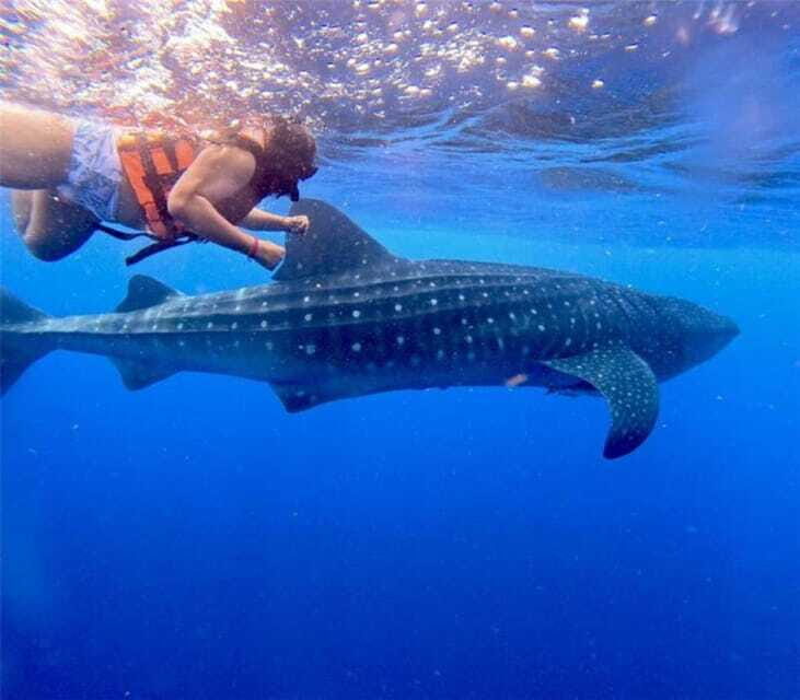 Holbox: Whale Shark and Catoche Island Tour with Snorkeling - Who Will Love This Tour?