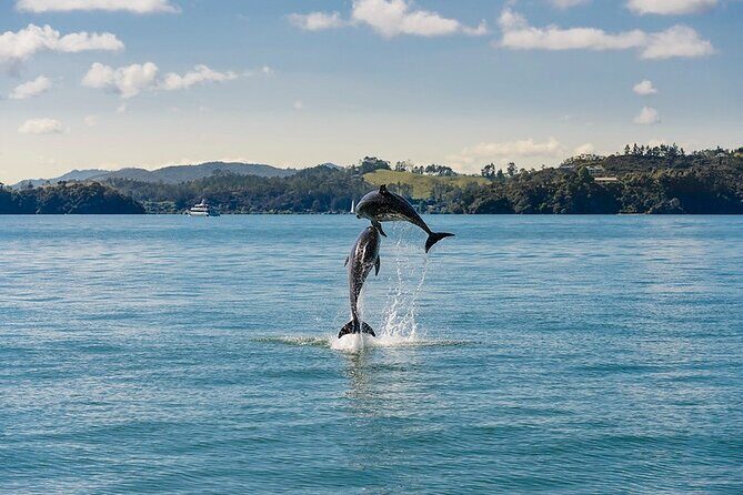 Hole in the Rock Dolphin Cruise Tour Round Trip from Auckland - Top 4-6 Key Highlights of the Tour