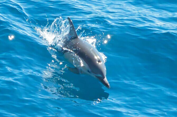 Hole in the Rock Dolphin Cruise Tour Round Trip from Auckland - The Sum Up: The Value Proposition