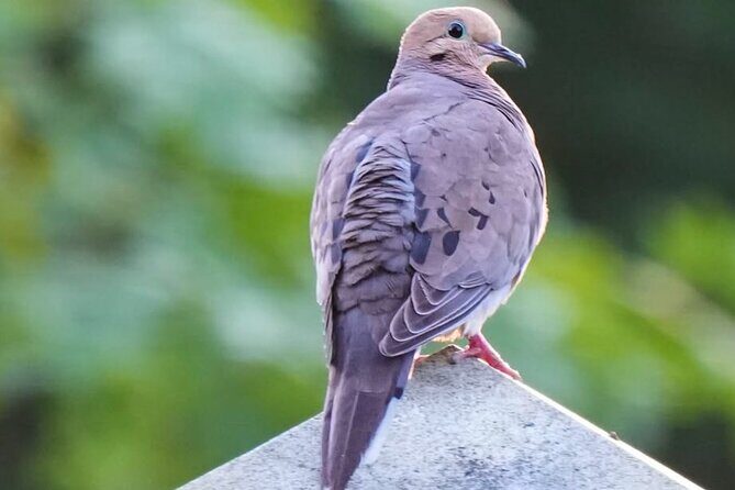 Hollywood Cemetery Hills and History - What the Tour Includes and How It’s Structured