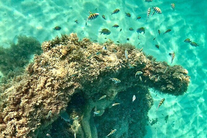 Hollywood Snorkel, Kayak & Paddleboard with Reefs and Sculptures - A Truly Personal Experience in a Small Group