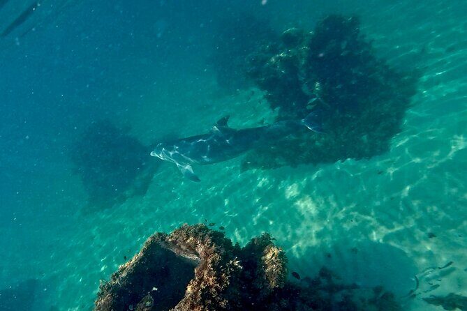 Hollywood Snorkel, Kayak & Paddleboard with Reefs and Sculptures - The Real Guest Experience: Why Visitors Keep Coming Back