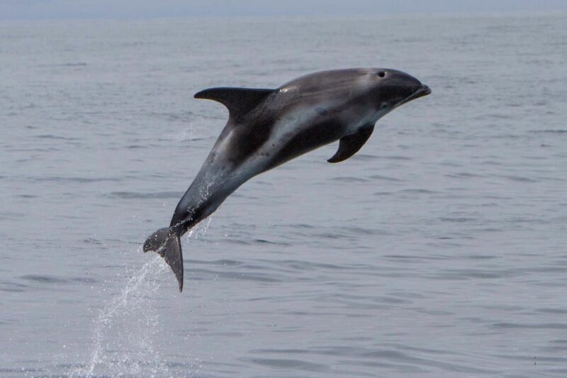 Hólmavík: Whale Watching Tour - Authentic Encounters & Traveler Feedback