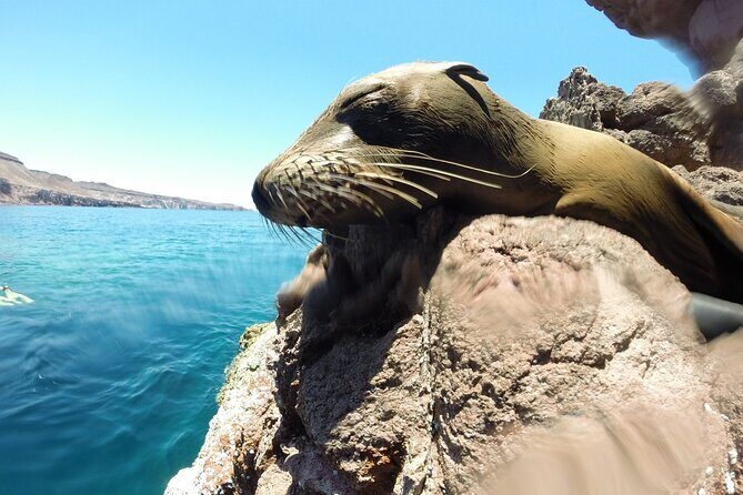 Holy Spirit Island Tour Sea Lions Snorkeling and Beach - Key Points