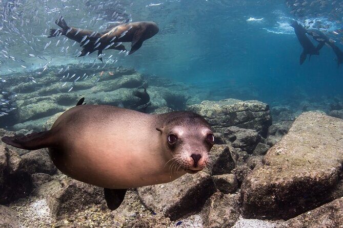 Holy Spirit Island Tour Sea Lions Snorkeling and Beach - FAQ