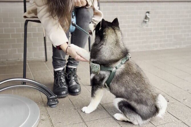 Home Cooking with a Local Host (Optional Shiba Inu Picnic) - FAQ