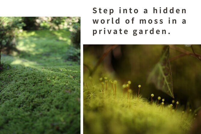 Home Experience: Tea Ceremony & Moss Garden Walk(Day trip) - Exploring the Itinerary in Detail