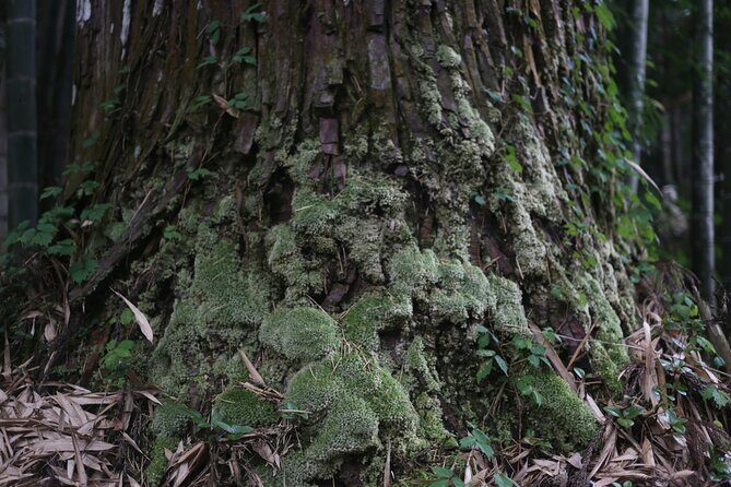 Home Experience: Tea Ceremony & Moss Garden Walk(Day trip) - FAQ