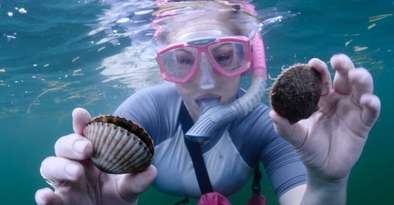 Homosassa: Snorkel & Scallop Hunt in Gulf of Mexico - Key Points
