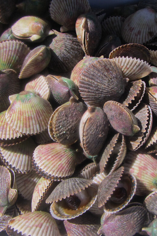 Homosassa: Snorkel & Scallop Hunt in Gulf of Mexico - Wildlife and Natural Beauty