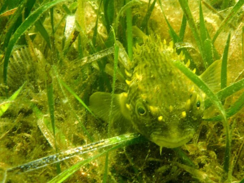 Homosassa: Snorkel & Scallop Hunt in Gulf of Mexico - Final Thoughts: Is It Worth It?