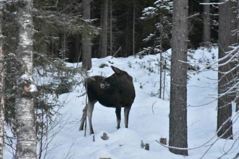Hønefoss: 2-Day Moose Safari in Oslo's Wilderness - Hønefoss: 2-Day Moose Safari in Oslos Wilderness – An Authentic Norweigian Adventure