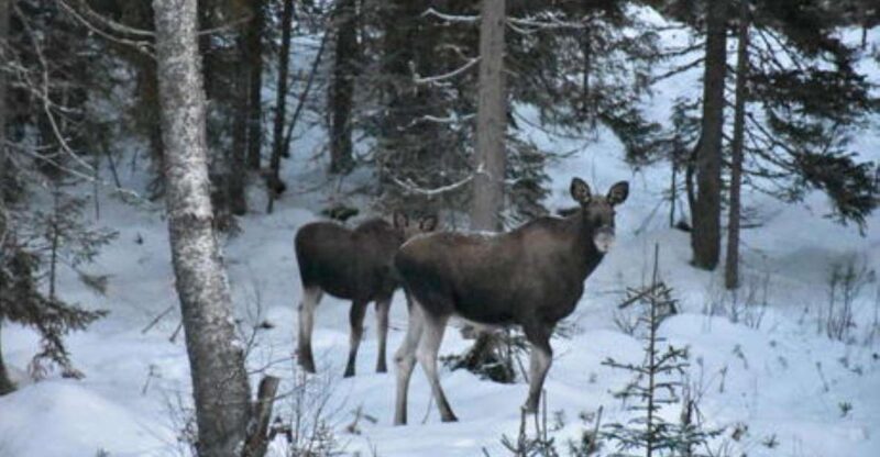 Hønefoss: 2-Day Moose Safari in Oslo's Wilderness - Practical Tips for Participants