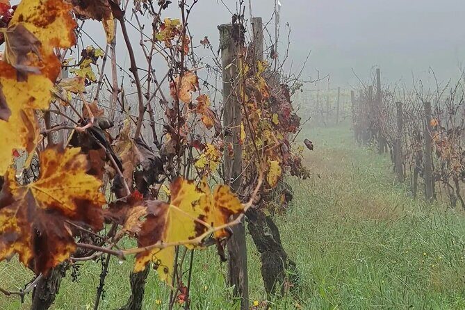 Honest Wines- Wine tasting at Cantina Biagiotti - The Experience: A Deep Dive into Cantina Biagiotti