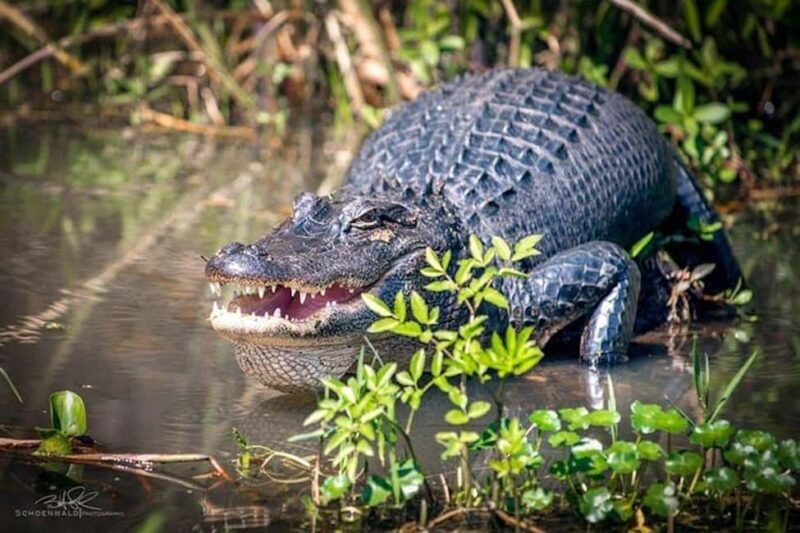 Honey Island Swamp and Bayou Boat Tour with Transportation - The Cajun Village: A Water-Accessible Peek into Local Life