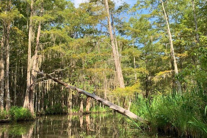 Honey Island Swamp Boat Tour - The Sum Up: Who Should Consider This Tour?