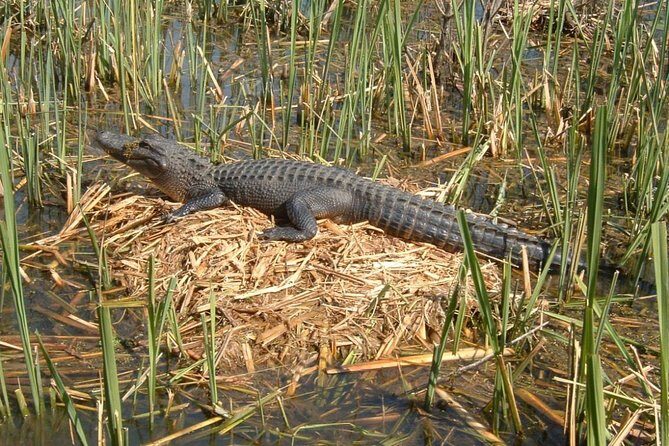 Honey Island Swamp Boat Tour with Transportation from New Orleans - Transport and Ease of Access