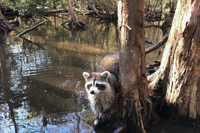 Honey Island Swamp Boat Tour with Transportation from New Orleans - Pricing & Value: Does It Make Sense?