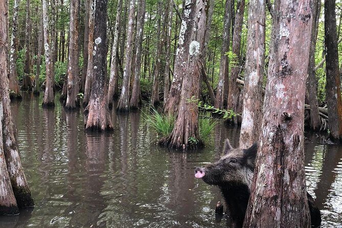 Honey Island Swamp Boat Tour with Transportation from New Orleans - Who Will Enjoy This Tour?