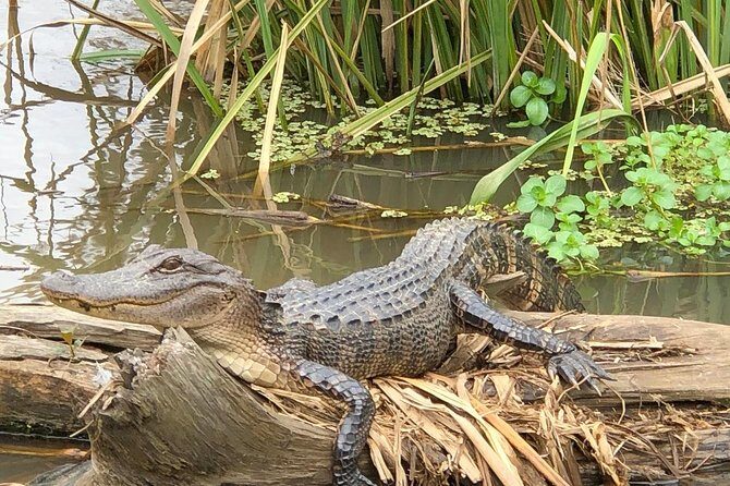 Honey Island Swamp Boat Tour with Transportation from New Orleans - The Sum Up: Who Is This Tour Best For?