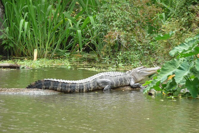 Honey Island Swamp Private Tour with Transport from New Orleans - Starting Point: Convenience and Comfort