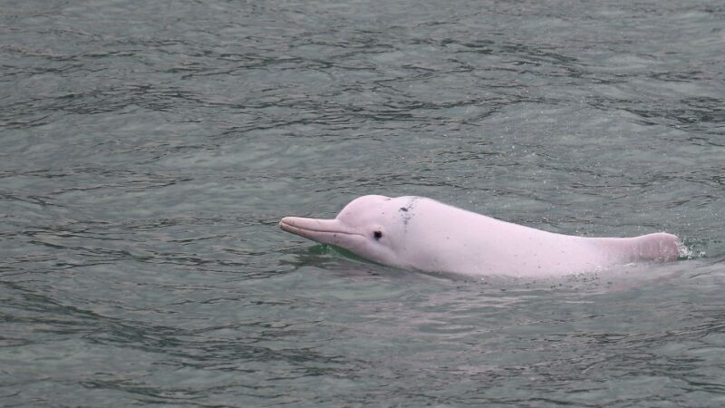 Hong Kong: Dolphin Cruise, Big Buddha, & Lantau Island Tour - An In-Depth Look at the Tour Experience