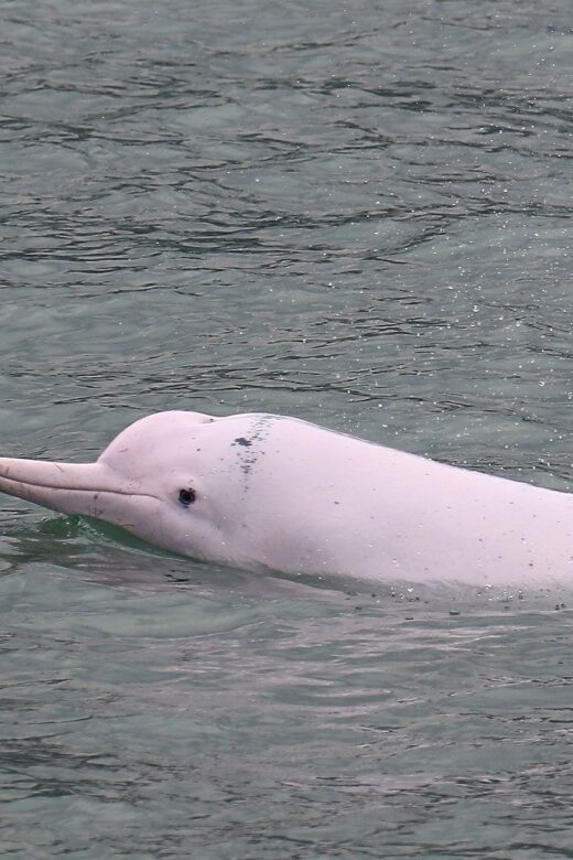 Hong Kong: Dolphin Cruise, Big Buddha, & Lantau Island Tour - Who Should Book This Tour?