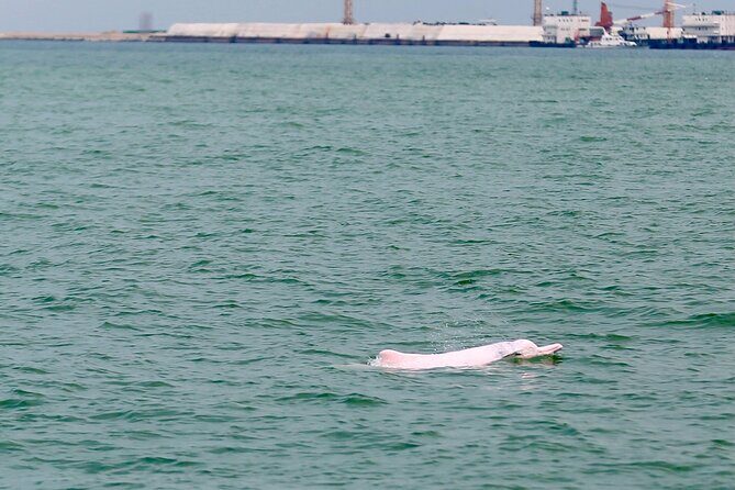 Hong Kong Dolphin Watch Tour - Authentic Dolphin Sightings and Conservation Efforts