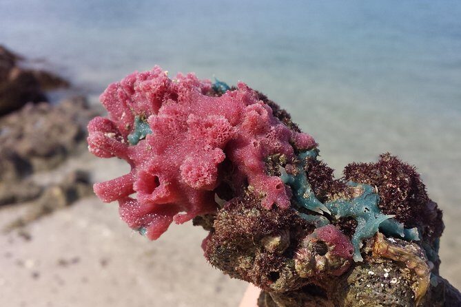 Hong Kong Geopark Kayaking Adventure - An In-Depth Look at the Hong Kong Geopark Kayaking Tour