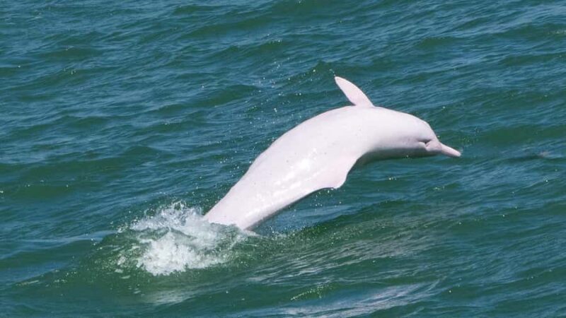 Hong Kong:Lantau Island Private Tour with Cable Car & Pickup - Authentic Experiences and Travel Tips