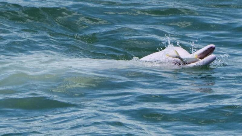 Hong Kong:Lantau Island Private Tour with Cable Car & Pickup - Who Will Love This Tour?