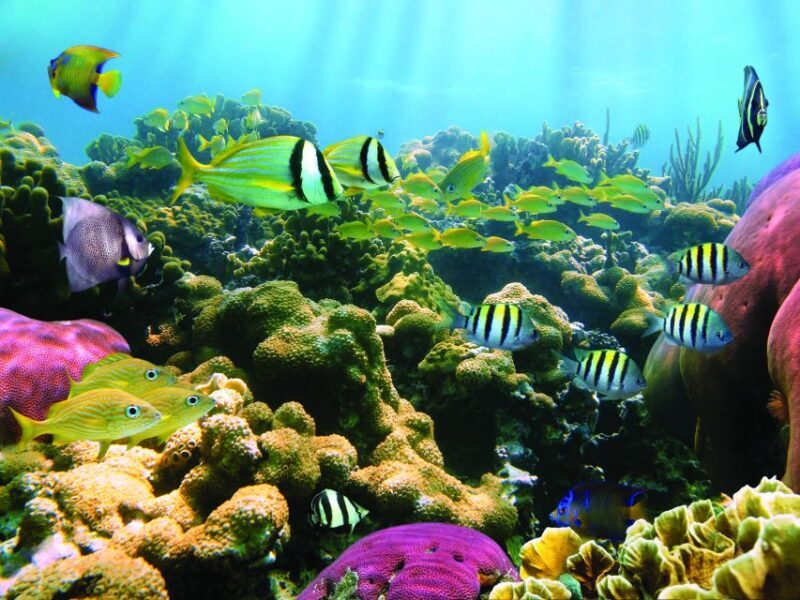 Honokohau: Kona Snorkel and Sail with Drinks and Snacks - Key Points