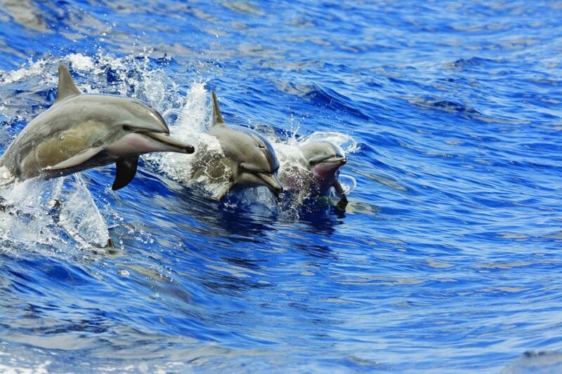 Honokohau: Kona Snorkel and Sail with Drinks and Snacks - Authentic Experiences from Previous Travelers