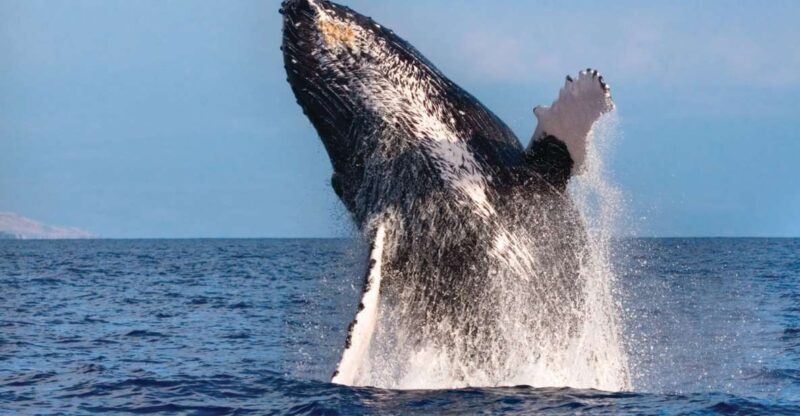 Honokohau: Kona Whale Watching Catamaran Cruise - The Value of the Tour