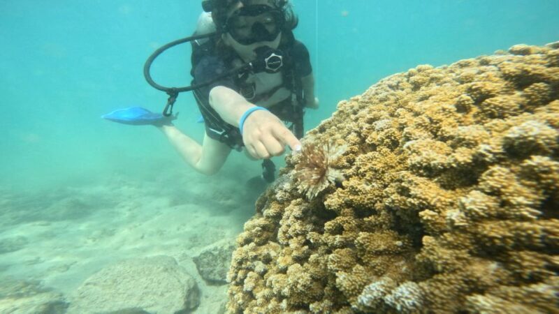 Honolulu: Beginner Scuba Diving Tour With Free Videos - The Lowdown on the Honolulu Scuba Experience