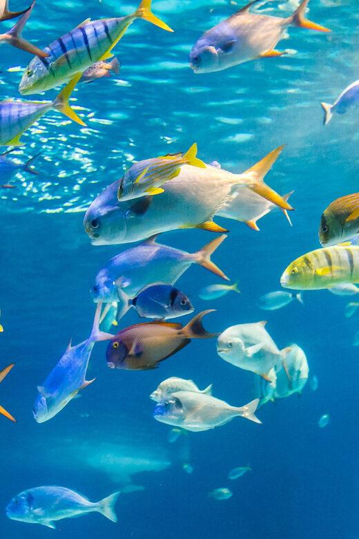 Honolulu: Glass Bottom Boat Tour along Oahu's South Shore - The Value and Practicalities