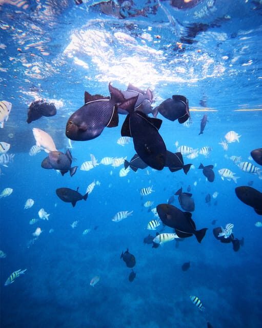 Honolulu: Private Waikiki Boat Cruises for up to 6 People - A Deep Dive into the Tour