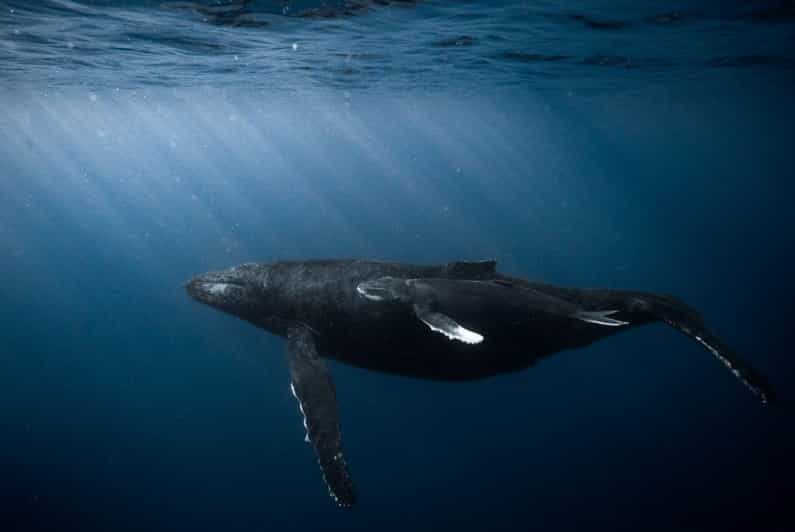 Honolulu: Scuba Diving for Certified Divers - An In-Depth Look at the Honolulu Certified Diver Experience