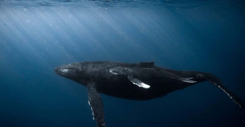 Honolulu: Scuba Diving for Certified Divers - Who Is This Tour Not For?