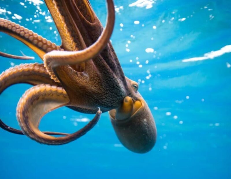 Honolulu: Scuba Diving for Certified Divers - Practical Tips for Your Dive
