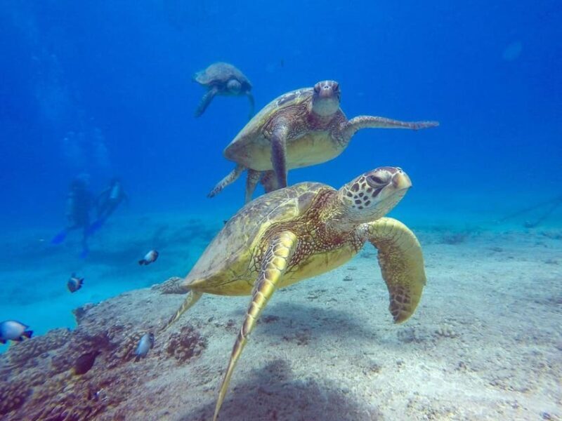 Honolulu: Scuba Diving for Certified Divers - FAQs