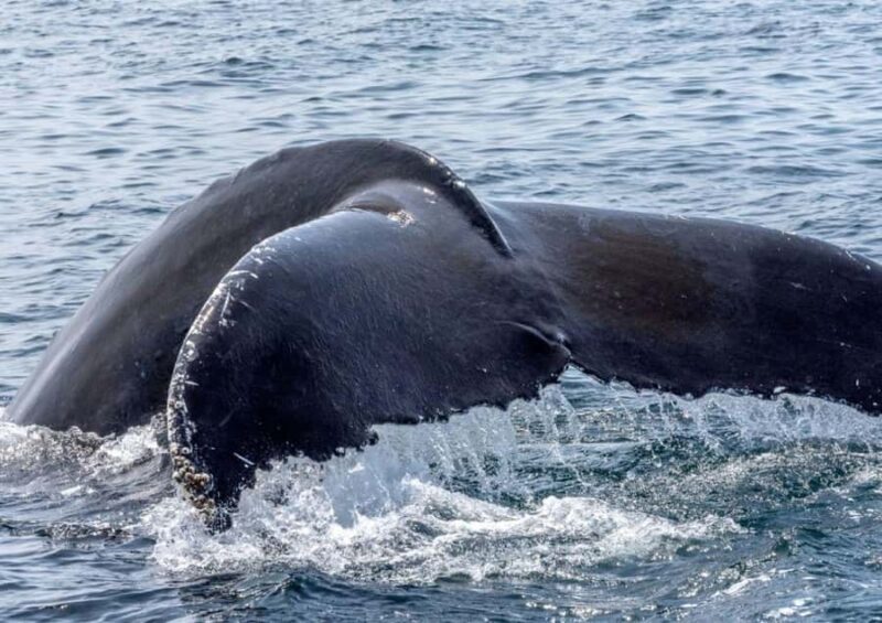 Honolulu: Small-Group Whale Watching Raft Adventure - Why Choose This Tour?