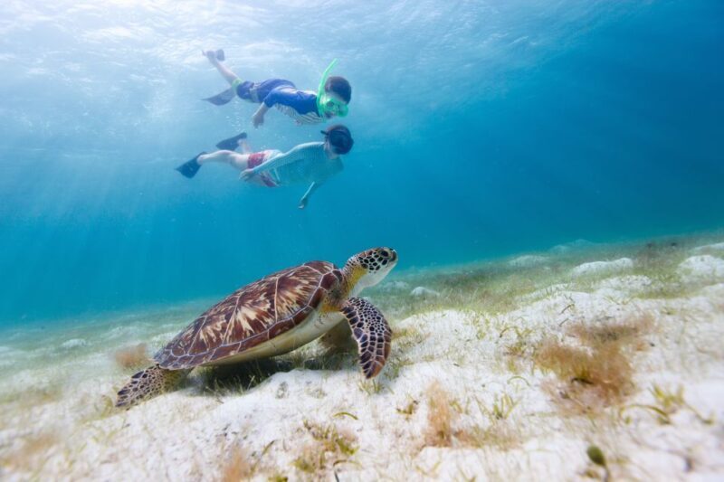 Honolulu> Waikiki Turtle Canyon Snorkeling and Swimming Tour - An Authentic Look at the Waikiki Turtle Canyon Snorkel Experience