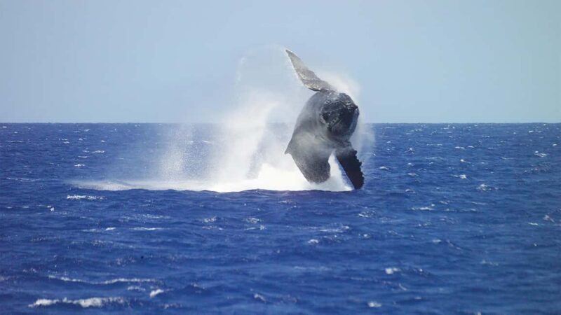 Honolulu: Whale Watching Cruise with Breakfast - Key Points