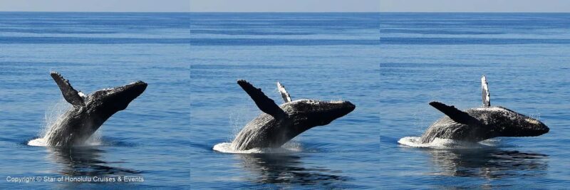 Honolulu: Whale Watching Cruise with Breakfast - Exploring the Experience in Detail