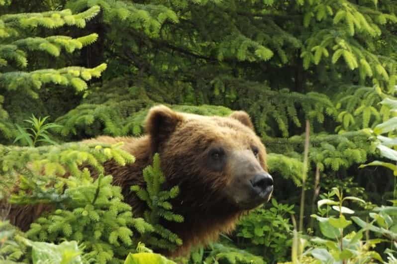Hoonah: Chichagof Island Brown Bear Search - An In-Depth Look at the Chichagof Island Brown Bear Search Tour
