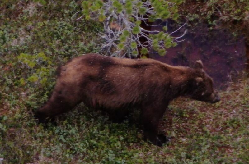 Hoonah: Icy Strait Whale Watch with Drone Filmography - An Authentic Look at the Experience